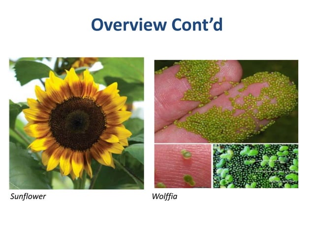 Angiosperms (flowering plants) PowerPoint Presentation | PPTX