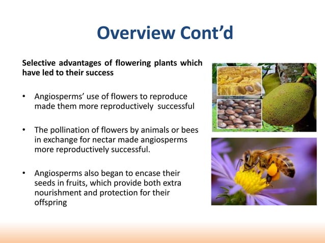 Angiosperms (flowering plants) PowerPoint Presentation | PPT | Free Download