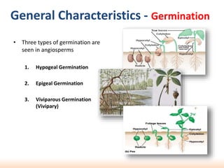 Types Of Angiosperms