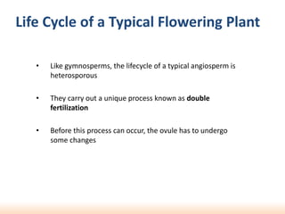 Angiosperm Life Cycle Pearson