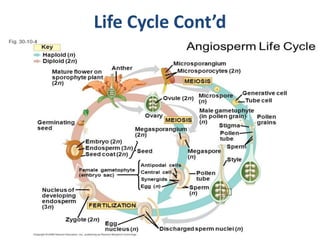 Angiosperm Life Cycle Pearson