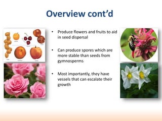 Angiosperm Plants Examples