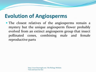 Angiospermss | PPTX | Herbs and Supplements | Alternative Medicine