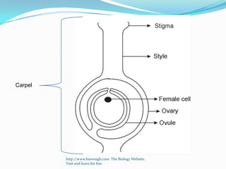 Angiospermss | PPTX