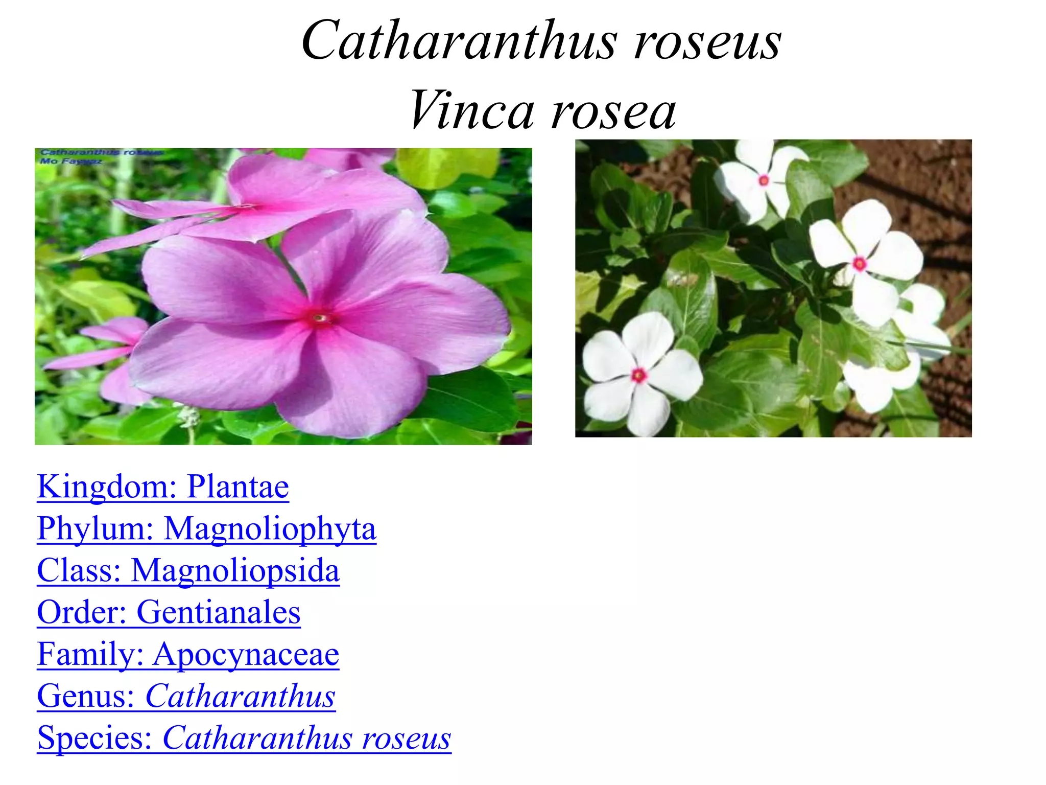 Angiosperm taxonomy | PPT