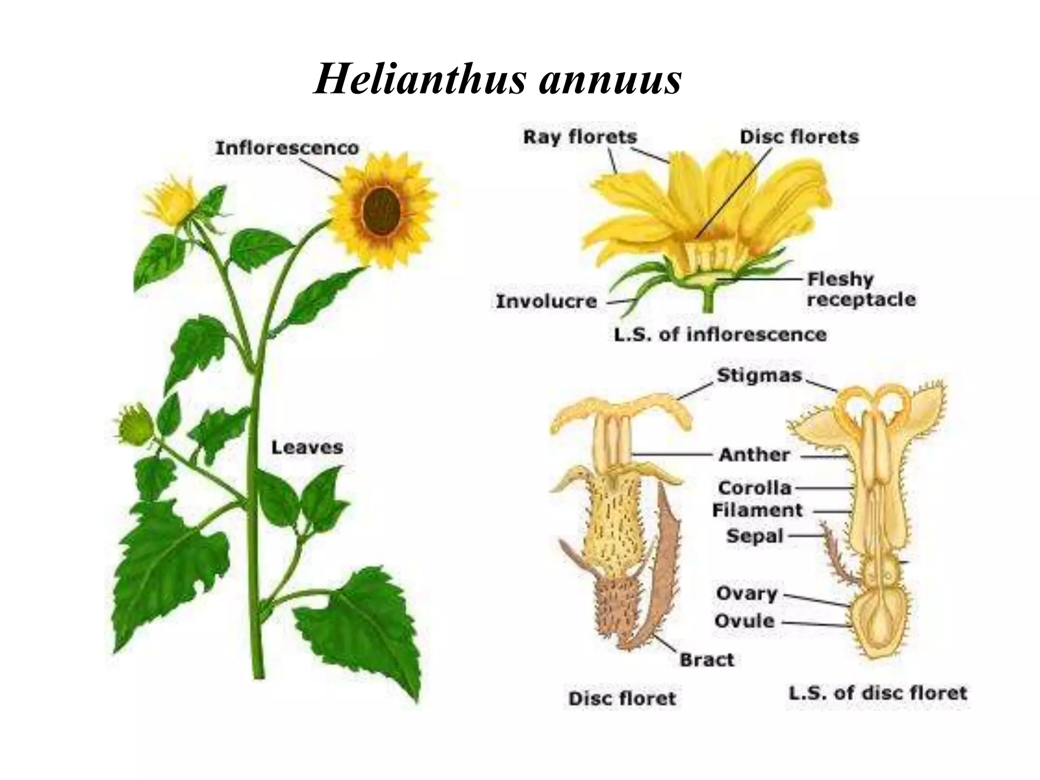 Angiosperm taxonomy | PPTX