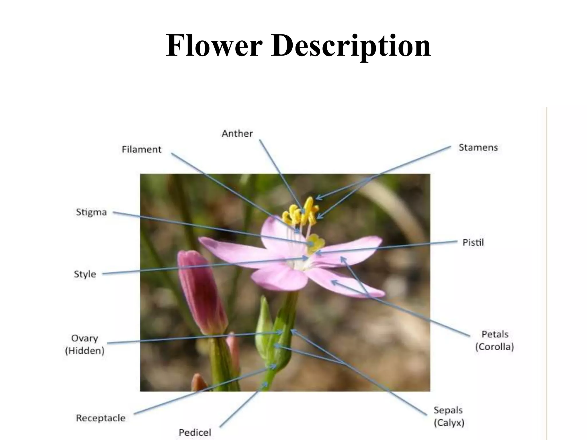 Angiosperm Taxonomy Ppt