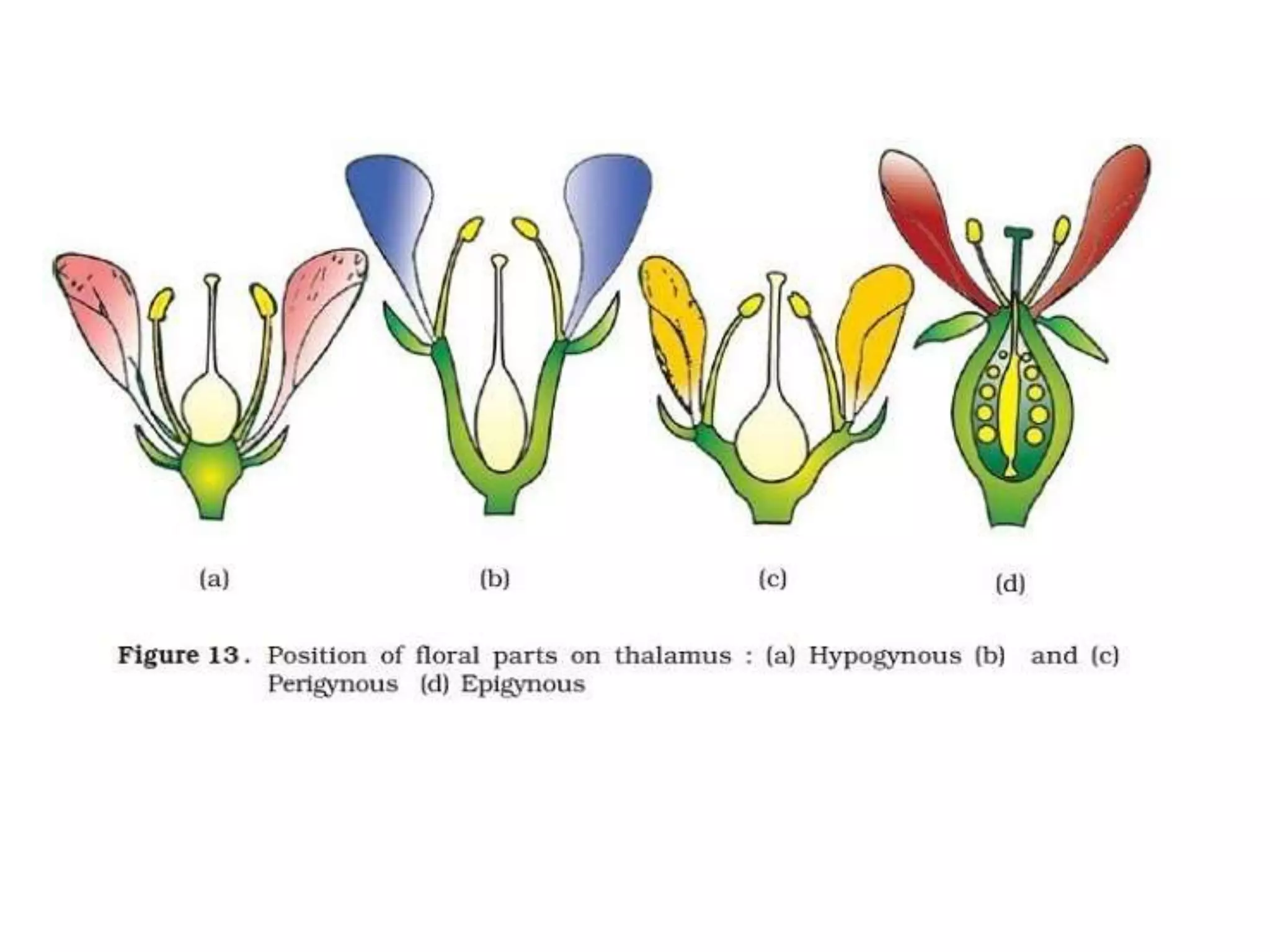 Angiosperm taxonomy | PPTX
