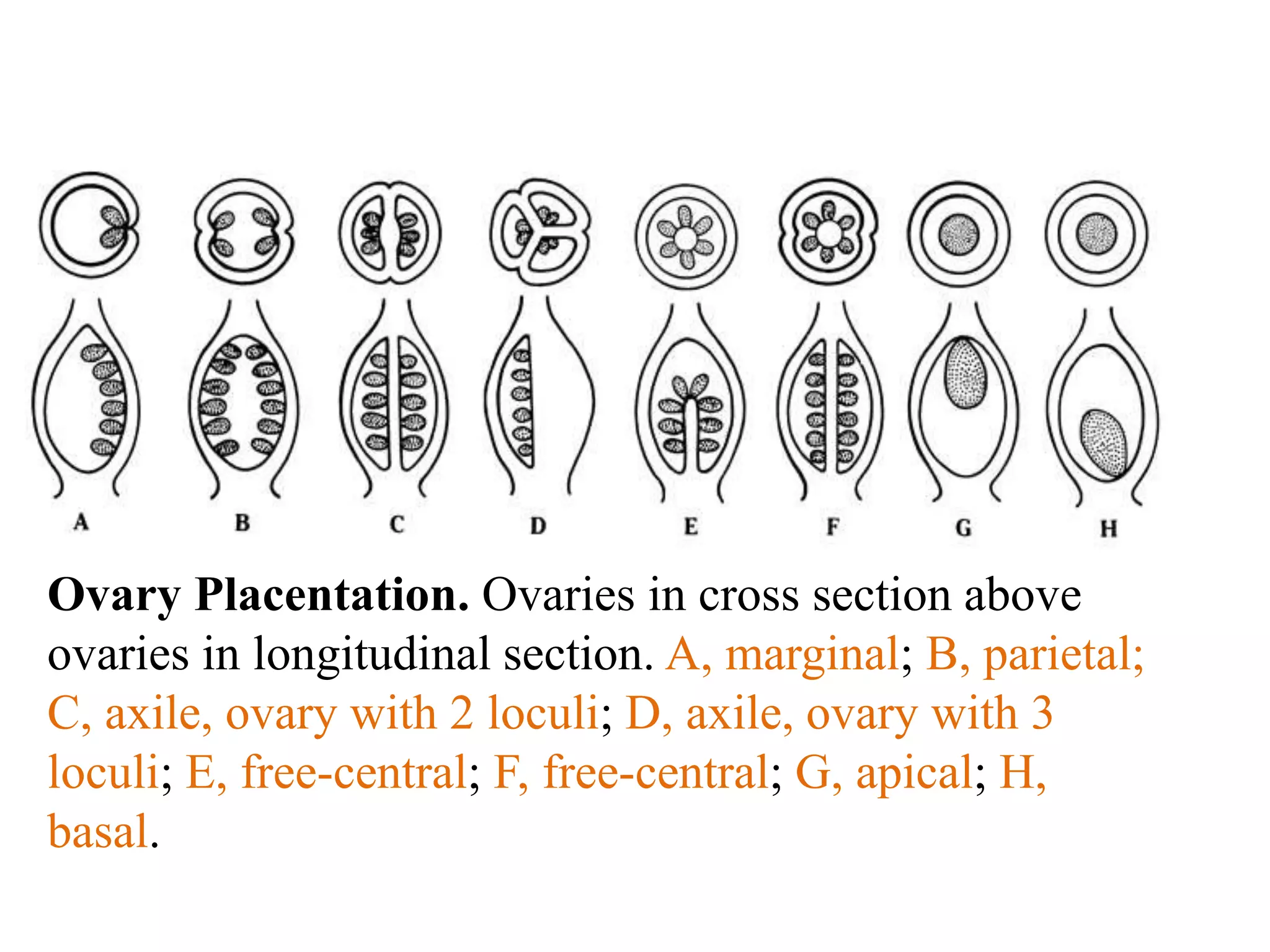 Angiosperm taxonomy | PPTX