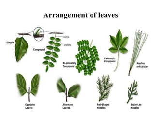Angiosperm taxonomy | PPTX