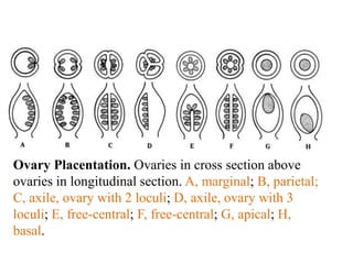 Angiosperm taxonomy | PPTX