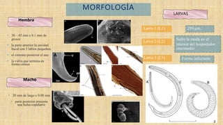 ANGIOSTRONGYLUS COSTARINCENSIS.pptx