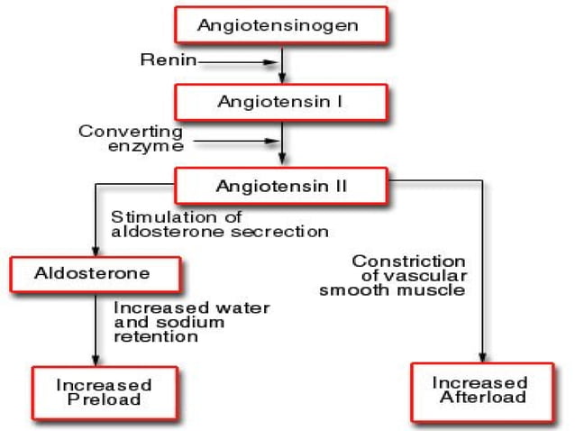 Angiotensin Converting Enzyme Inhibitors | PPT | Heart and ...