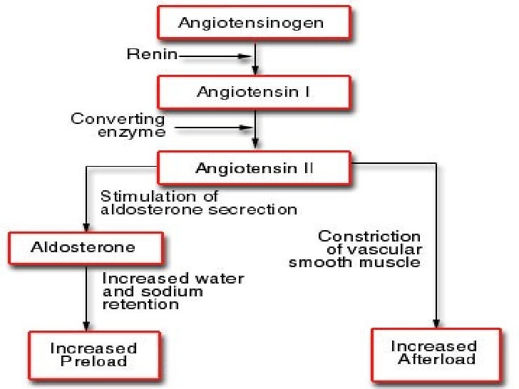 ace inhibitors by bonnie Taylor
