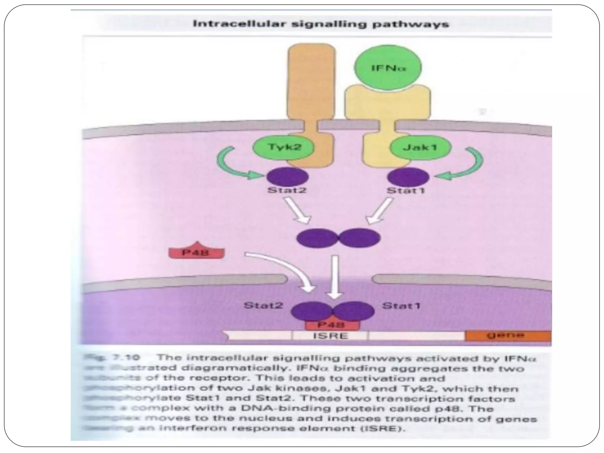 Angiotensin, kinins, leukotrienes, prostaglandins & cytokines | PPTX