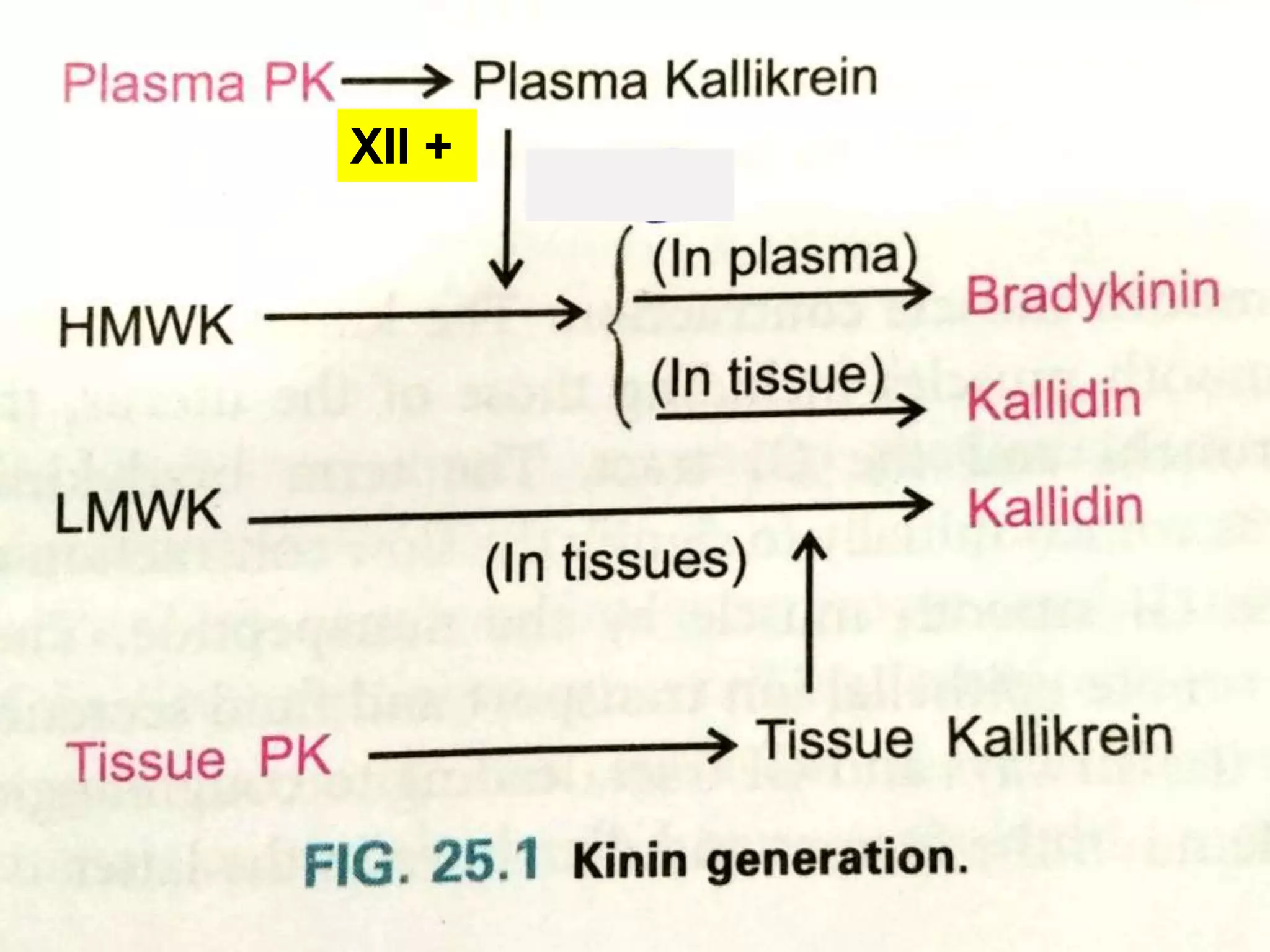 Angiotensin, kinins, leukotrienes, prostaglandins & cytokines | PPTX