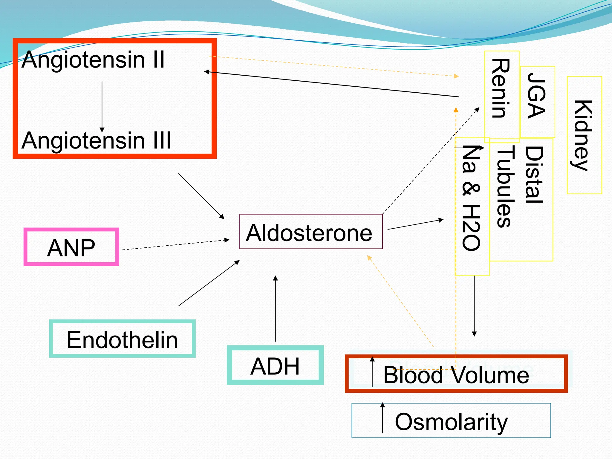Angiotensin Renin Aldosterone-Students.pptx