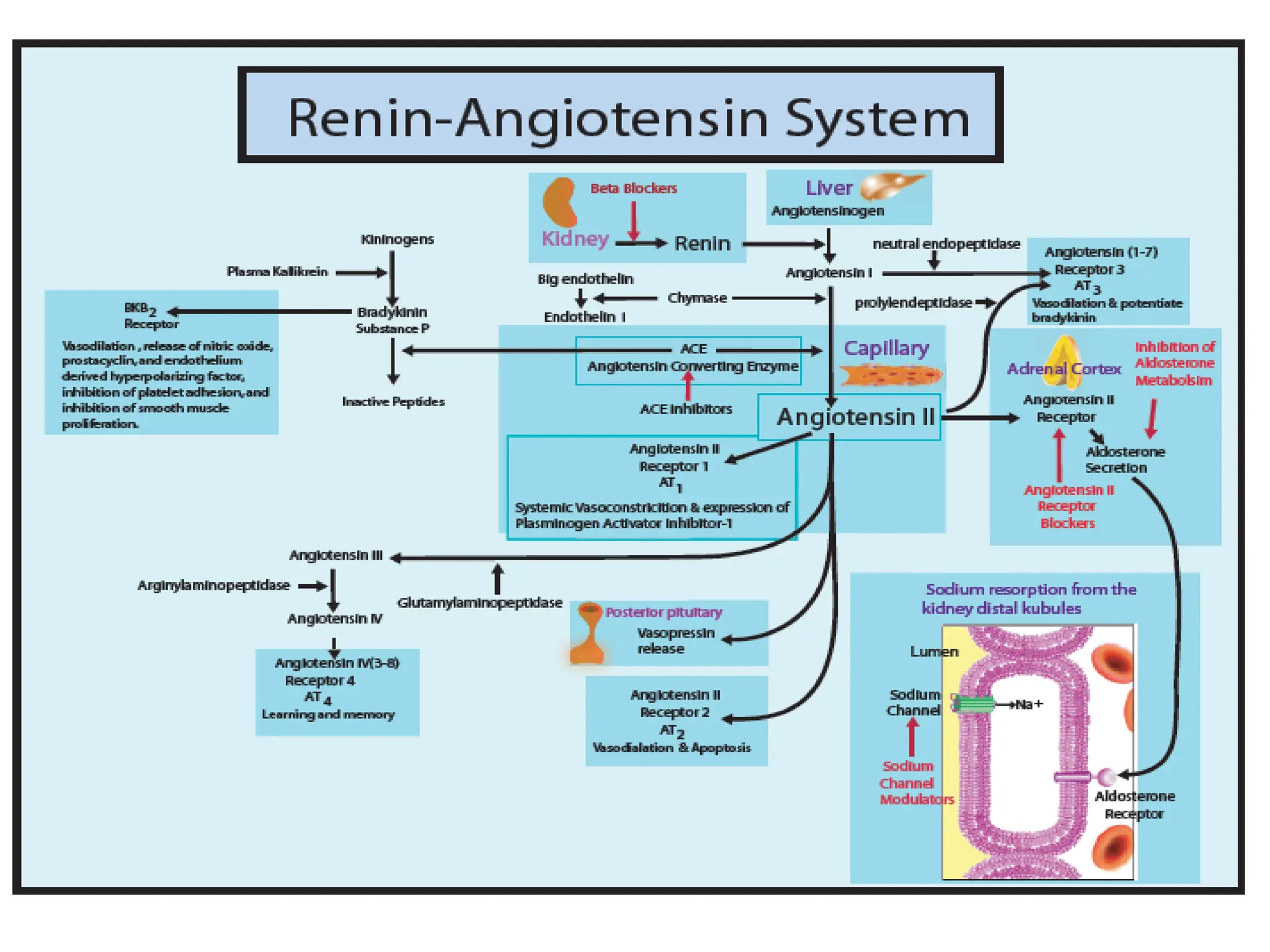 Angiotensin Renin Aldosterone-Students.pptx