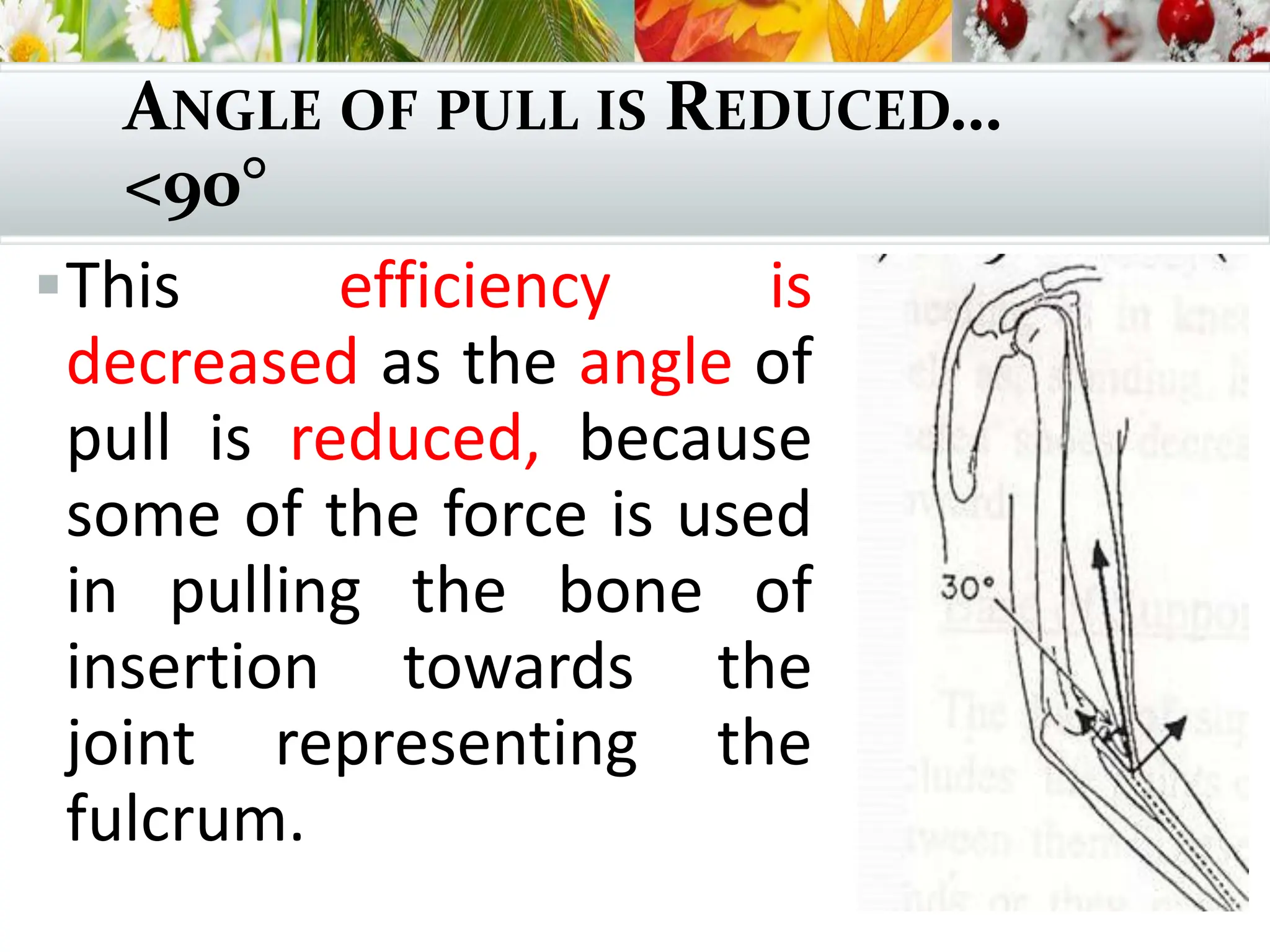 Angle-or,,,,,-Pull-of-Muscleexercise therapy.pptx