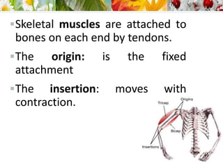 Angle-or,,,,,-Pull-of-Muscleexercise therapy.pptx