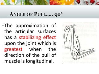 Angle-or,,,,,-Pull-of-Muscleexercise therapy.pptx