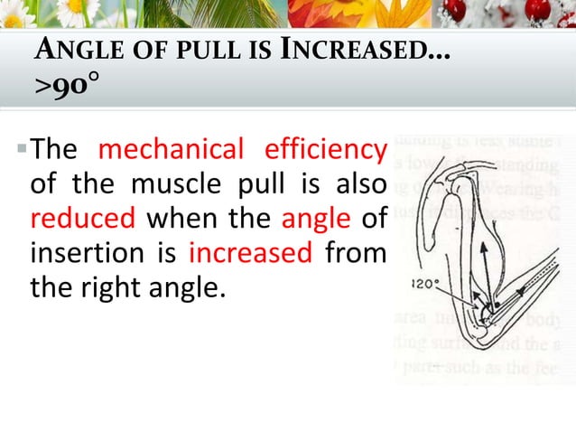 Angle-or,,,,,-Pull-of-Muscleexercise therapy.pptx