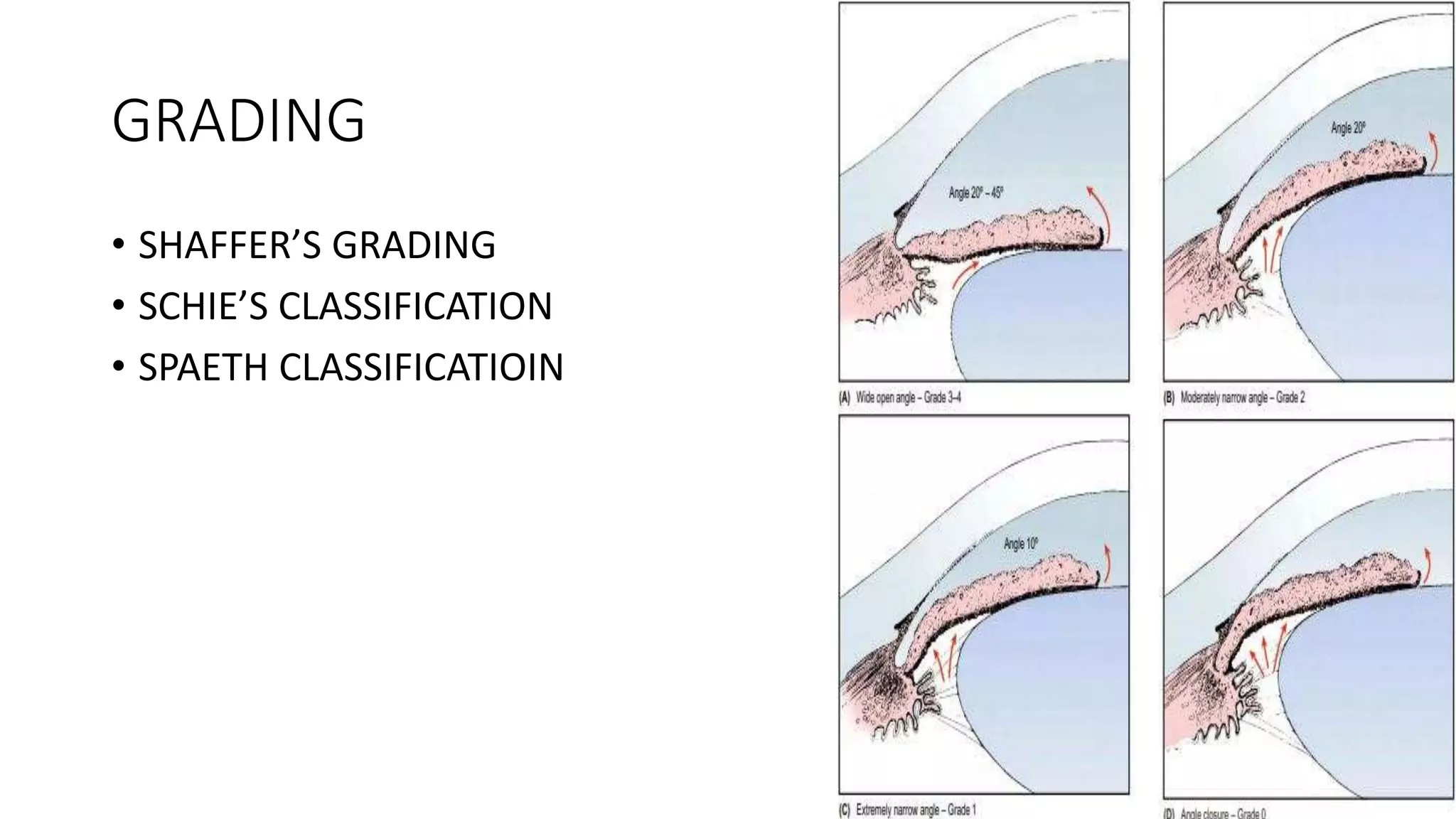 ANGLE ANATOMY | PPTX