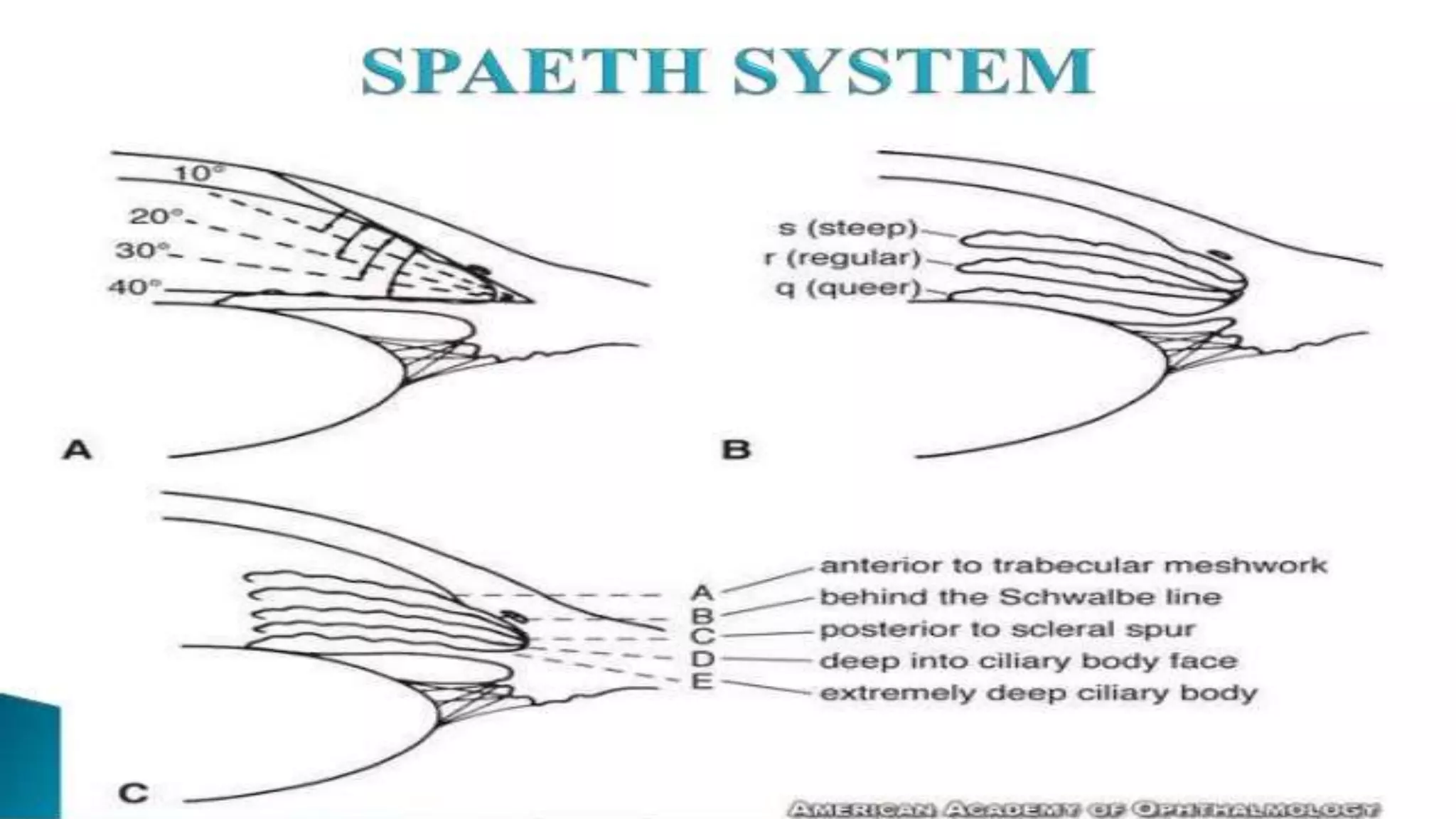 ANGLE ANATOMY | PPTX