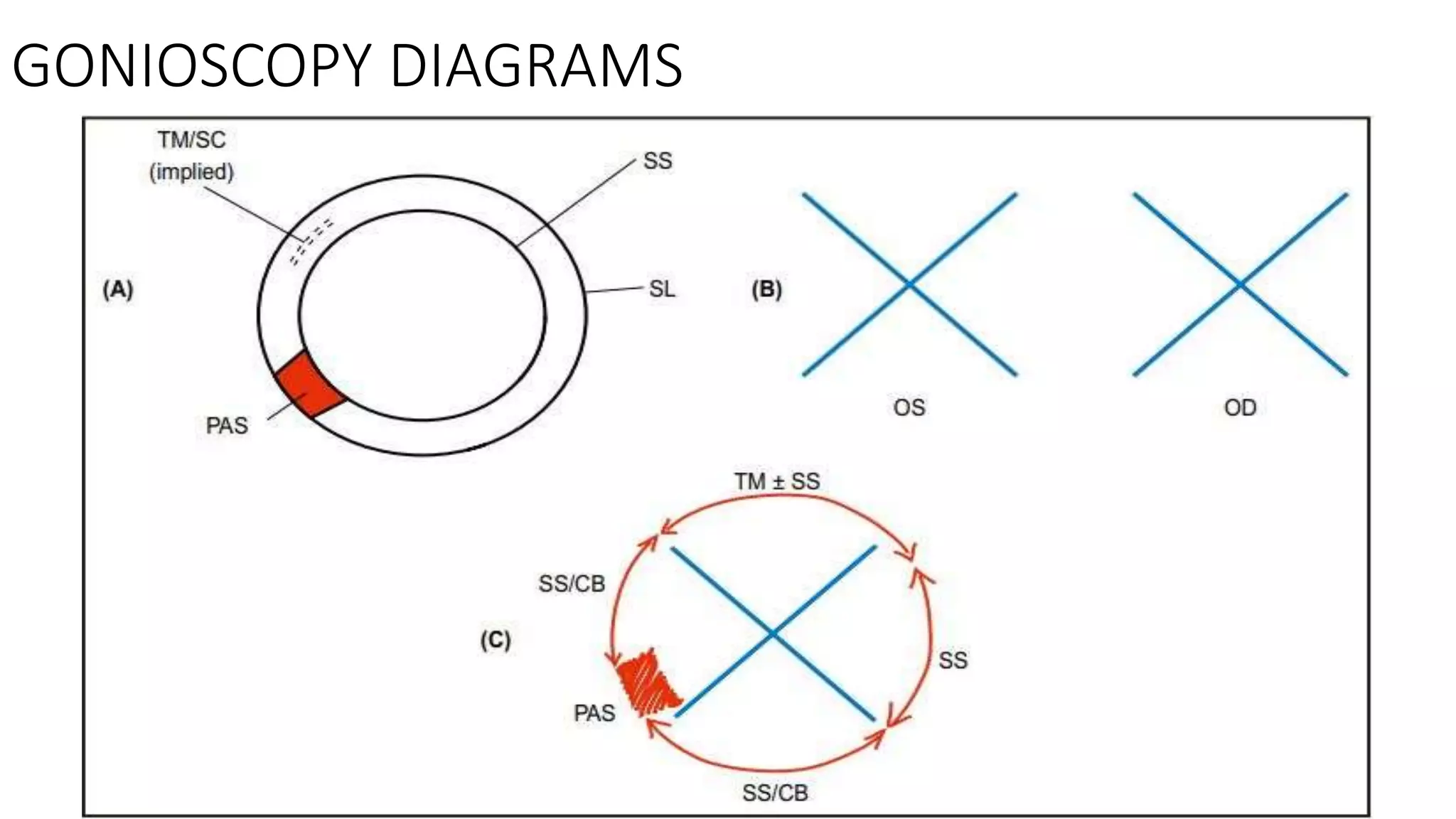 ANGLE ANATOMY | PPTX