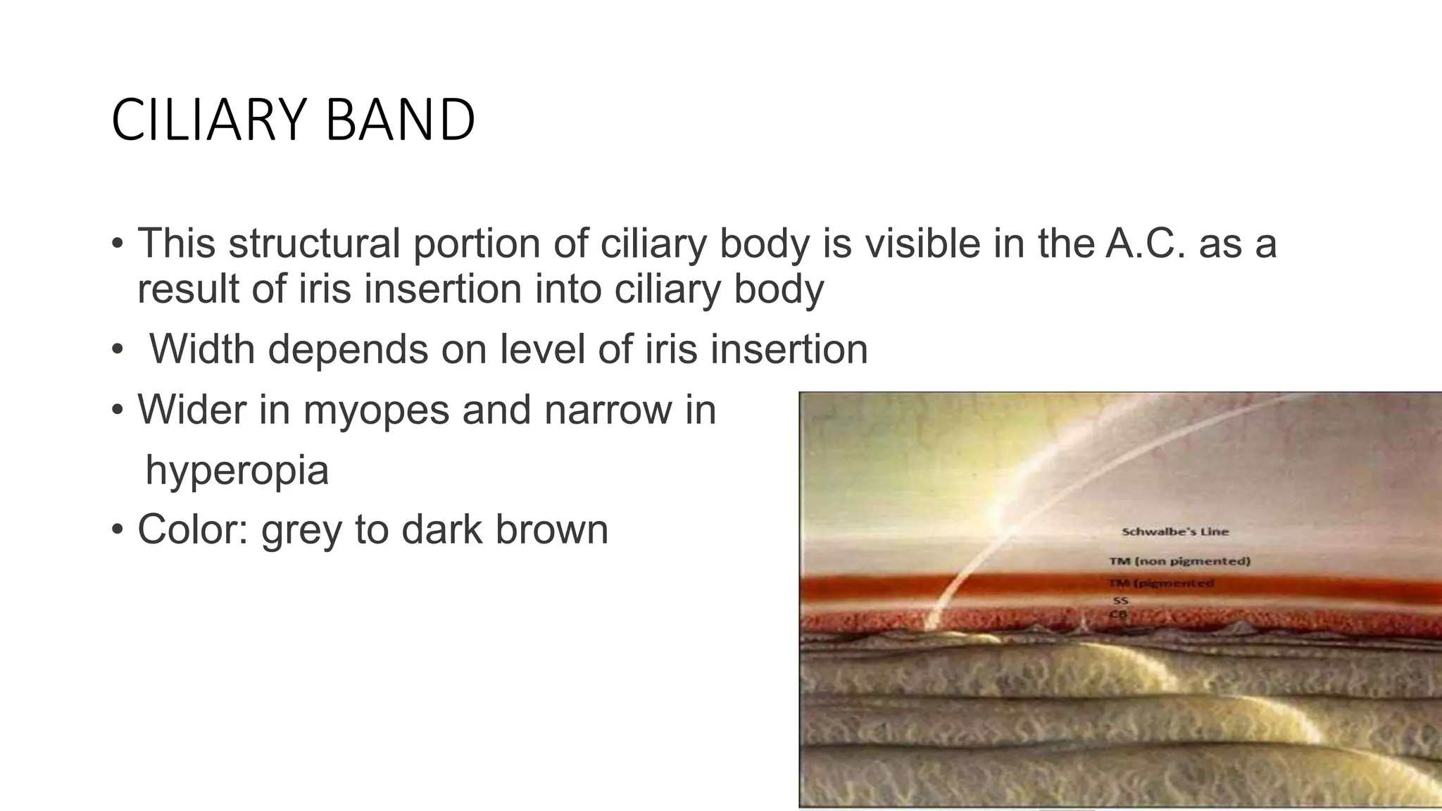 ANGLE ANATOMY | PPTX