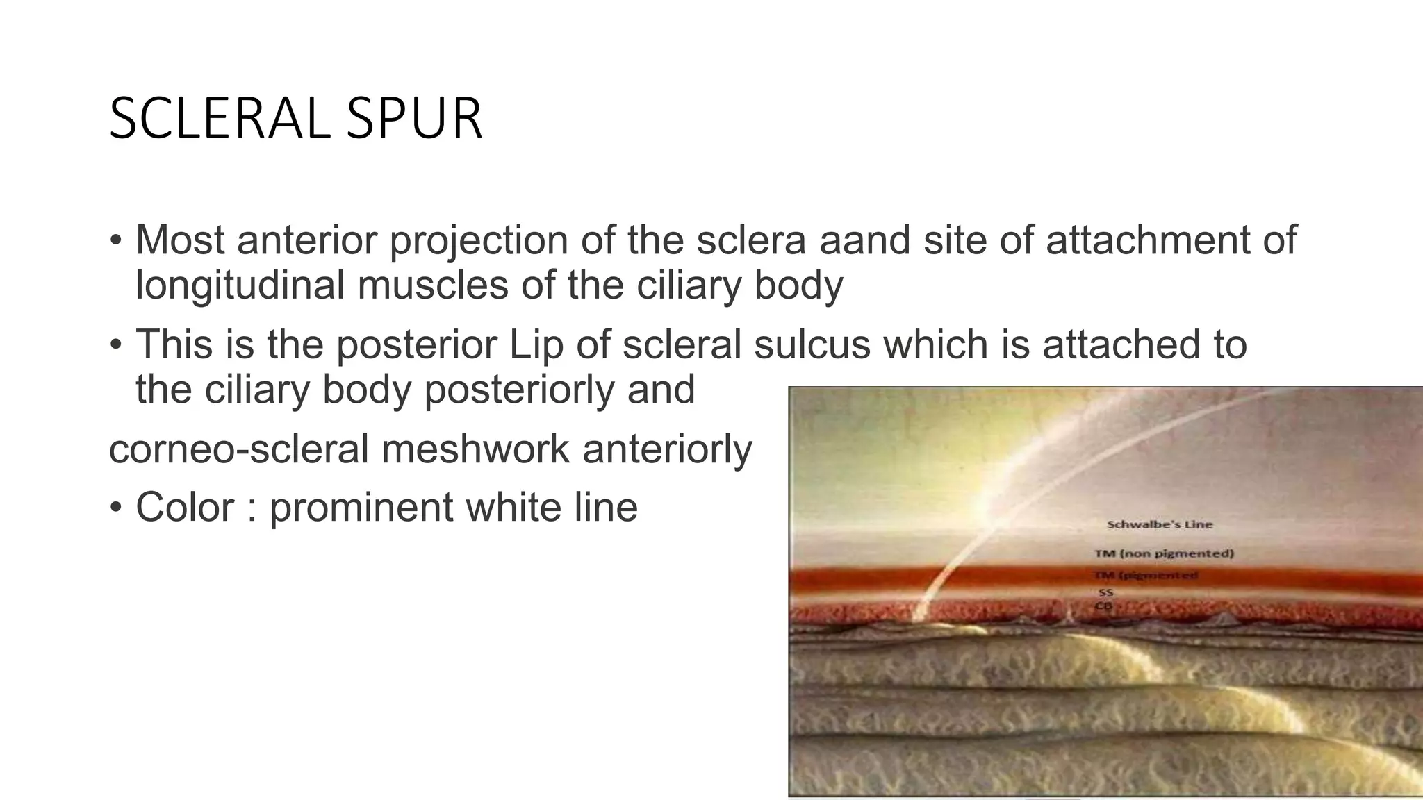 ANGLE ANATOMY | PPTX