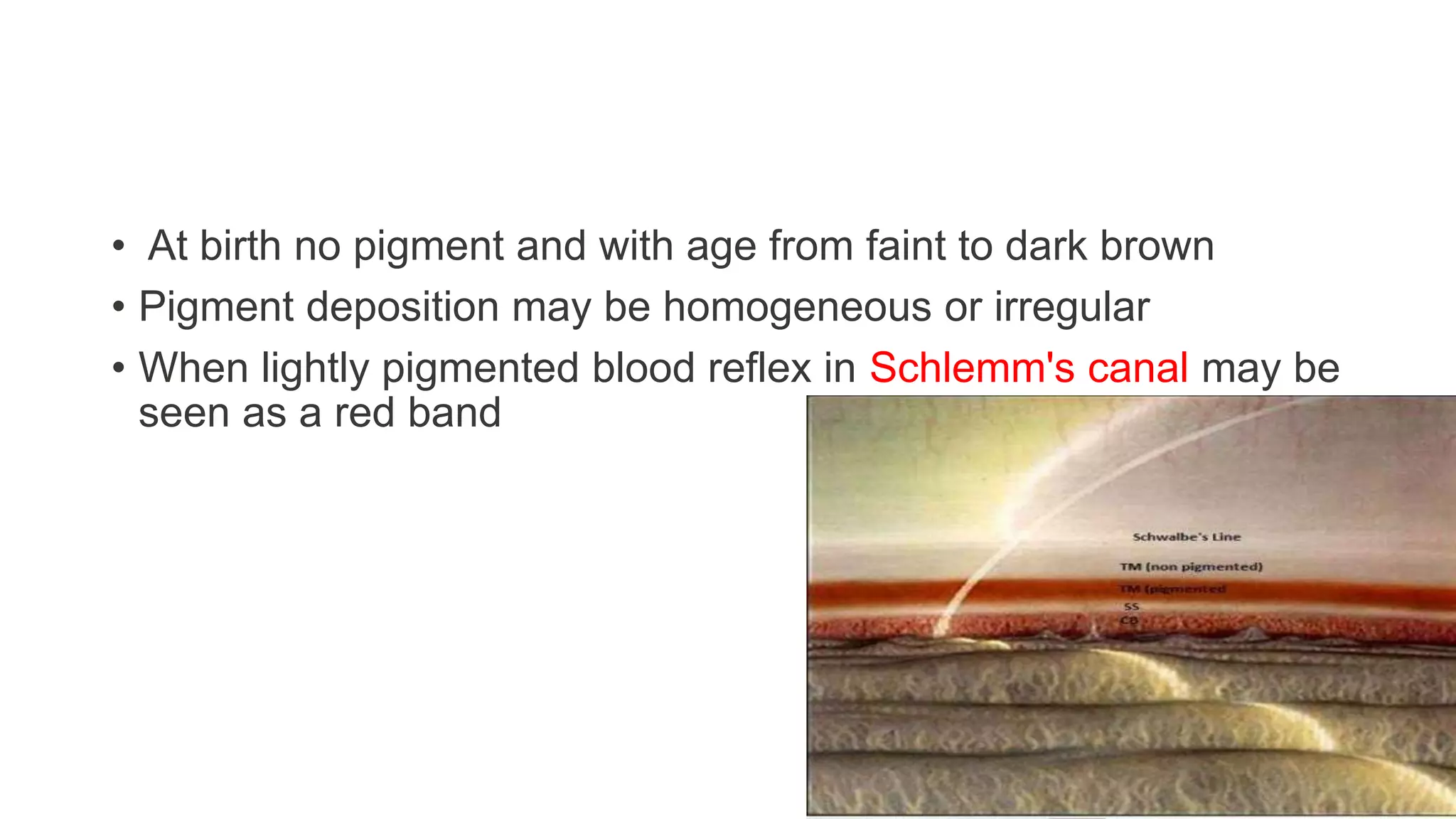 ANGLE ANATOMY | PPTX