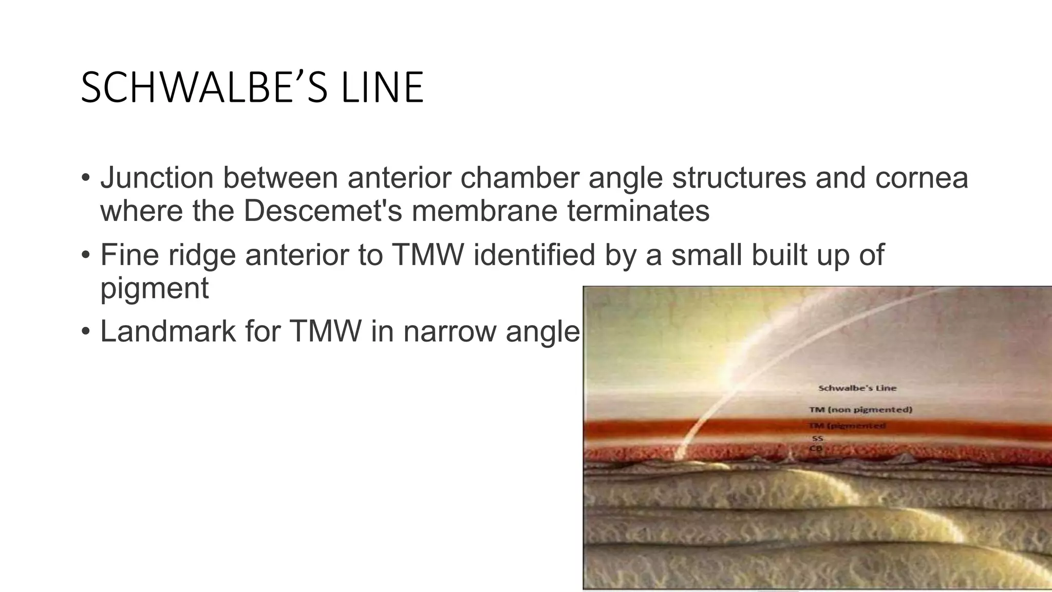 ANGLE ANATOMY | PPTX