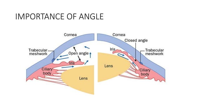 ANGLE ANATOMY | PPTX | Eye and Vision Conditions | Diseases and Conditions
