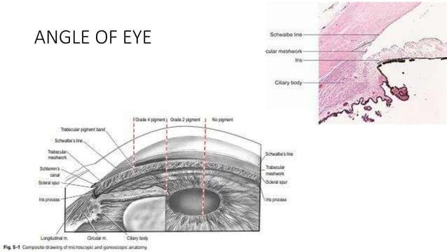 ANGLE ANATOMY PPTX Eye And Vision Conditions Diseases And Conditions