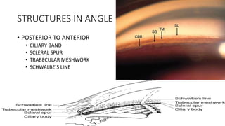 ANGLE ANATOMY | PPTX