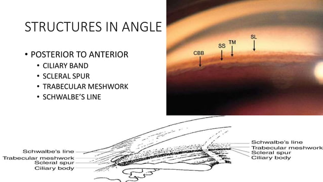 ANGLE ANATOMY | PPTX | Eye and Vision Conditions | Diseases and Conditions