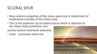 ANGLE ANATOMY | PPTX
