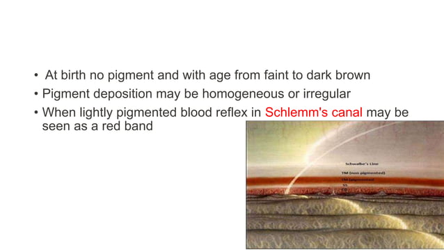 ANGLE ANATOMY | PPTX | Eye and Vision Conditions | Diseases and Conditions