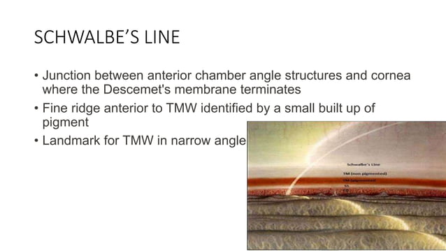 ANGLE ANATOMY | PPTX | Eye and Vision Conditions | Diseases and Conditions