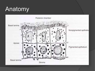 Angle Closure Glaucoma | PPTX