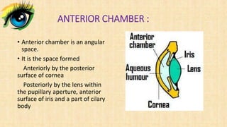 Anterior Chamber Function