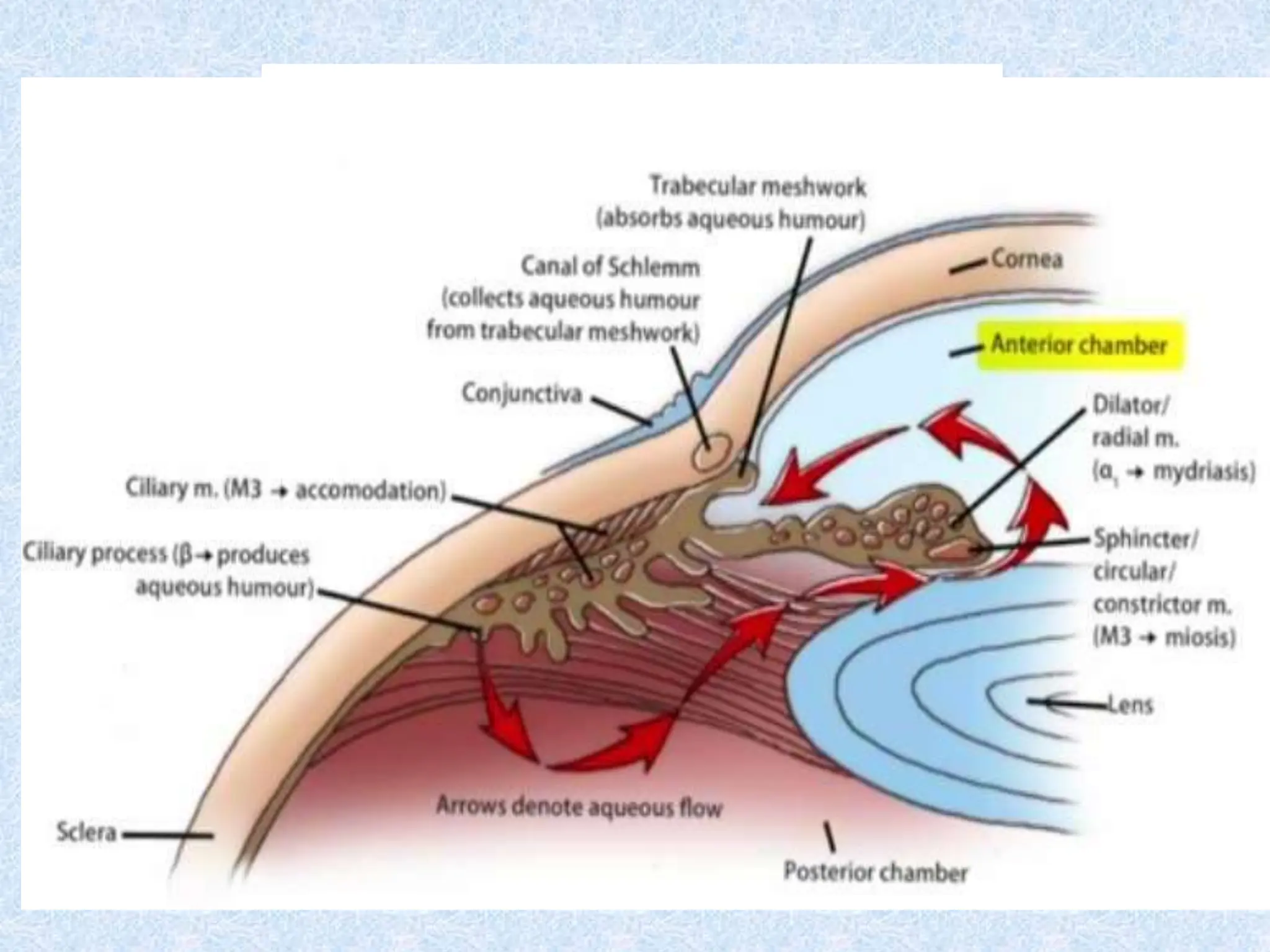 Angle of Anterior Chamber smch.......... | PPTX