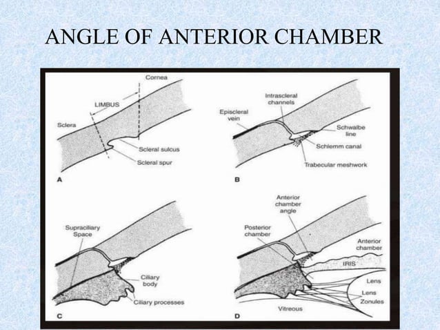 Angle of Anterior Chamber smch.......... | PPTX | Eye and Vision ...