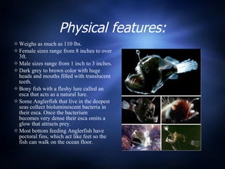 Anglerfish | PPT