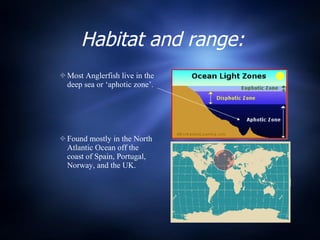 Anglerfish | PPT