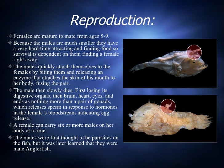 Fish Reproduction Facts at Joan Mealey blog