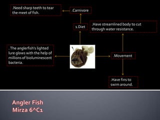 Angler fish 2 | PPT