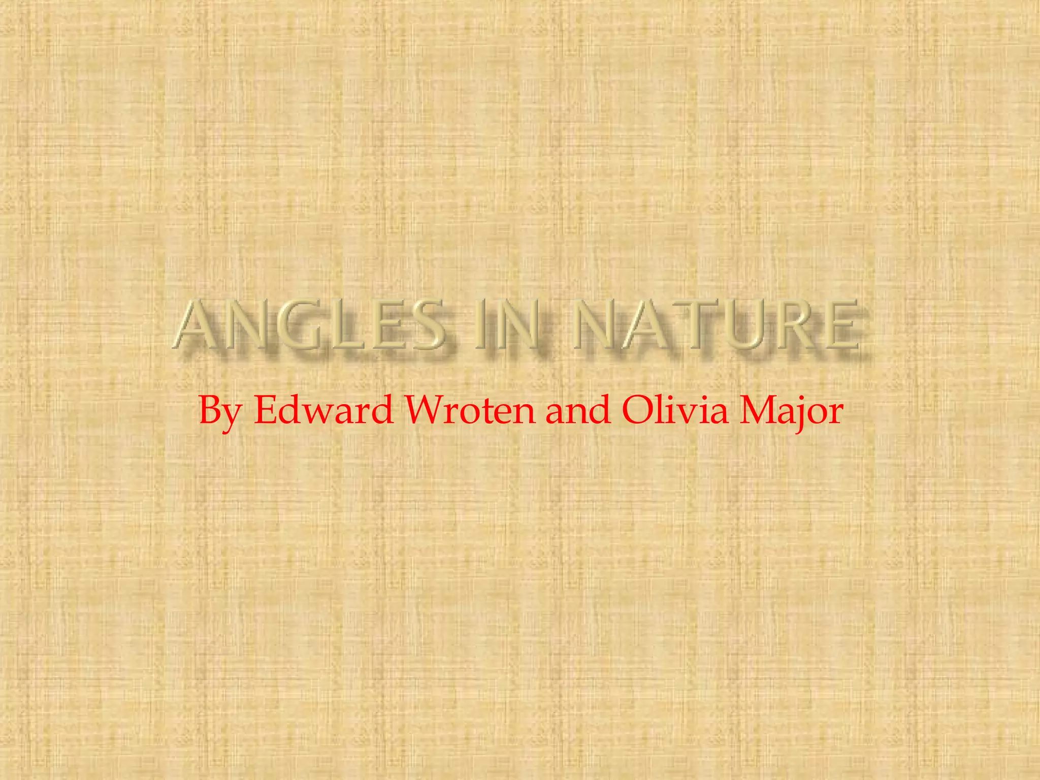 Angles In Nature 2 | PPT