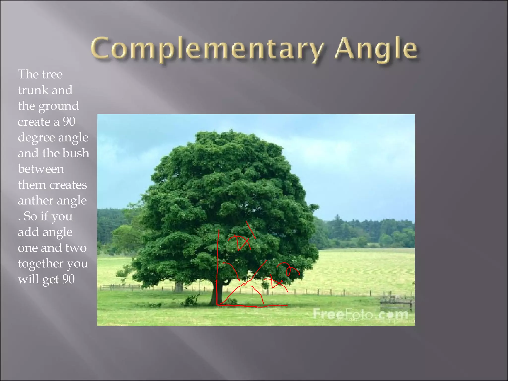 Angles In Nature 2 | PPT